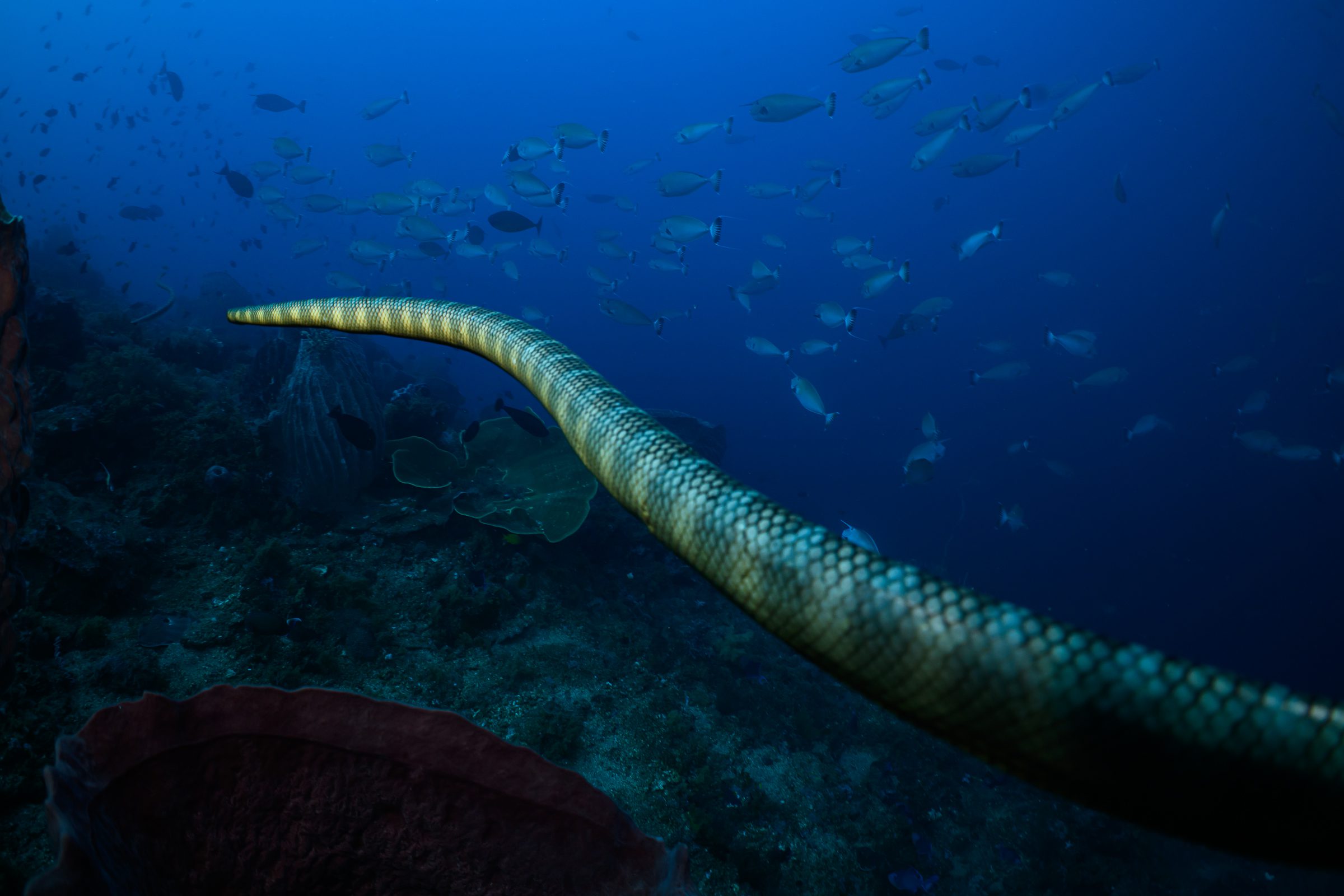 BANDA SEA & RAJA – Subculture Expeditions