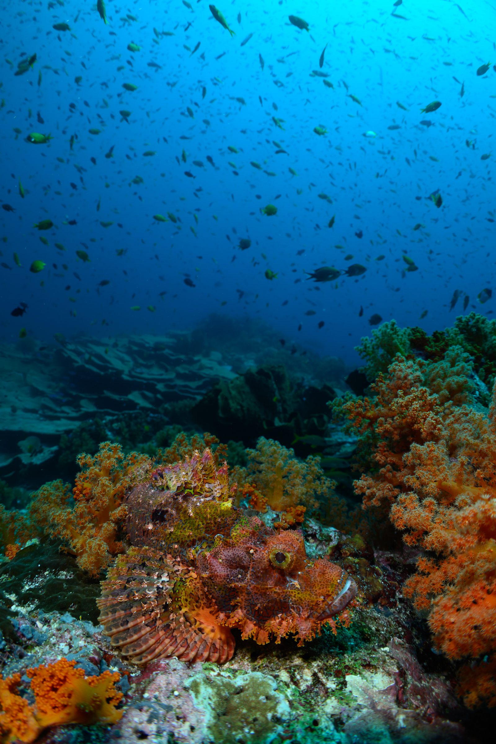 BANDA SEA & RAJA – Subculture Expeditions