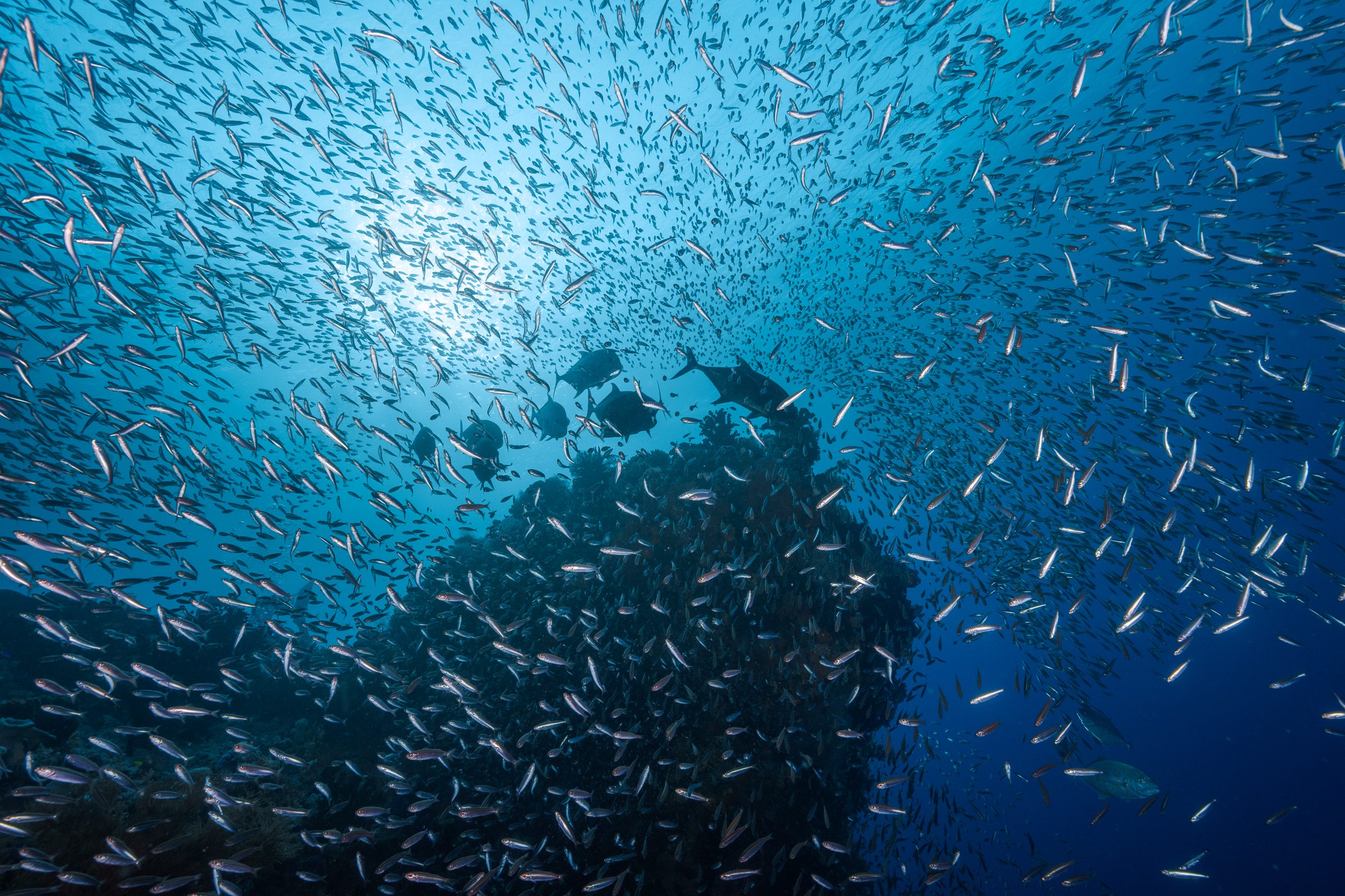 BANDA SEA & RAJA – Subculture Expeditions