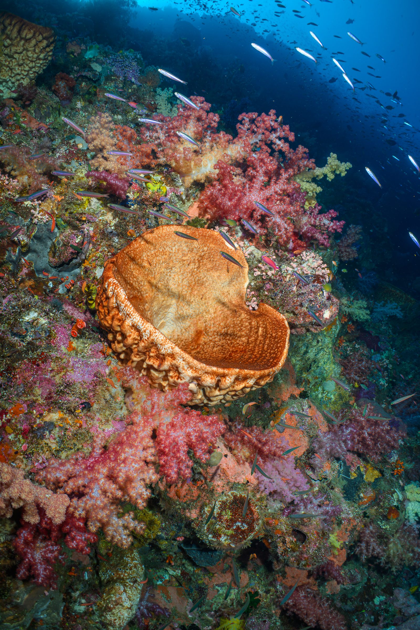 BANDA SEA & RAJA – Subculture Expeditions