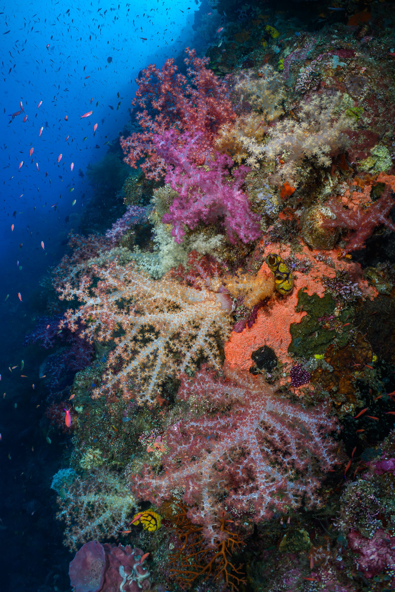 BANDA SEA & RAJA – Subculture Expeditions