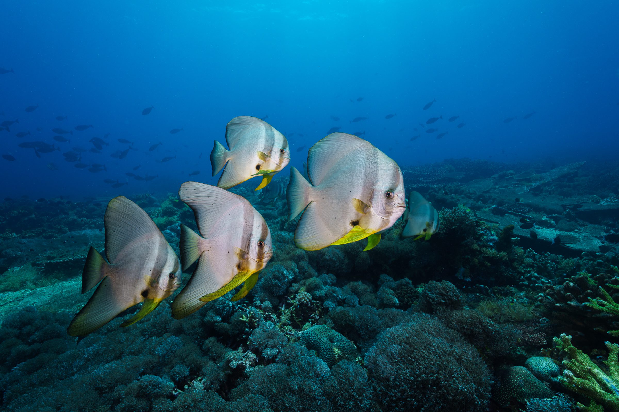 BANDA SEA & RAJA – Subculture Expeditions